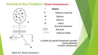11. proteinler 4 | PPTX