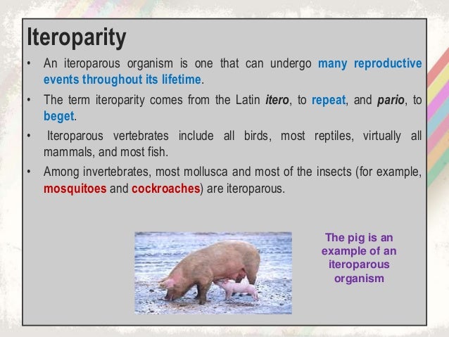 reproductive ecology (insects)