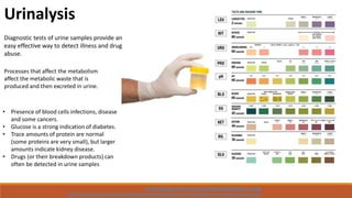 11.3 kidneys and osmoregulation | PPTX