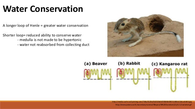 11.3 kidneys and osmoregulation