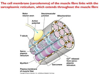 11.2 muscle contraction | PPT