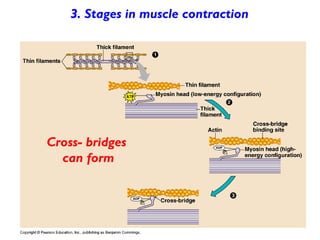 11.2 muscle contraction | PPT