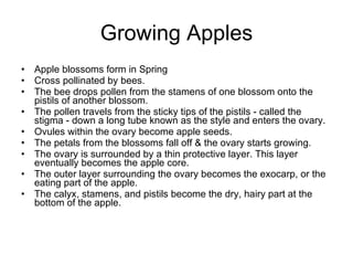 11 16 Apples | PPT