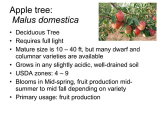 11 16 Apples | PPT