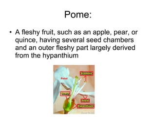 11 16 Apples | PPT