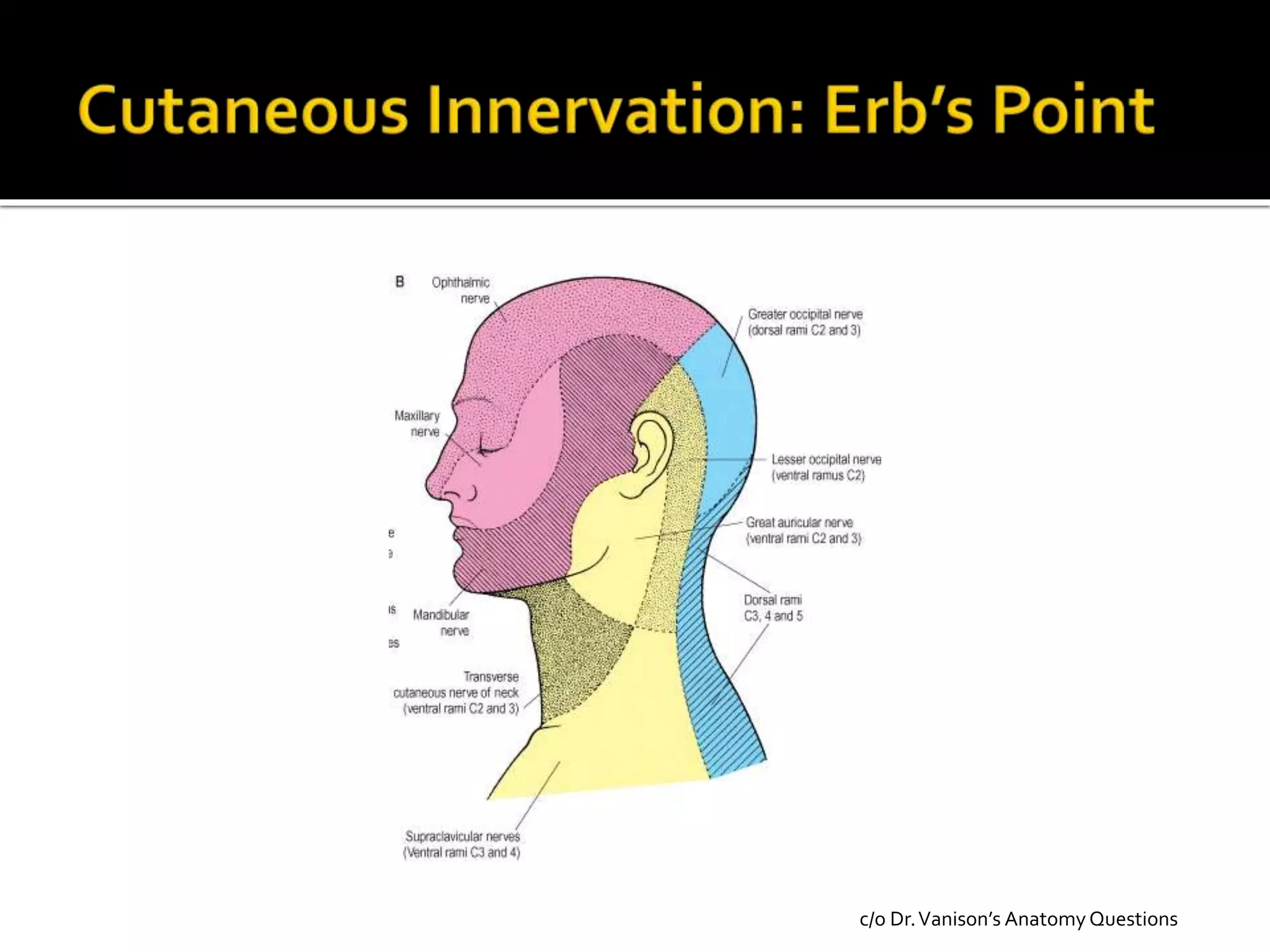 Navigating the Neck: Neck Anatomy Landmarks and Dangerpoints | PPTX