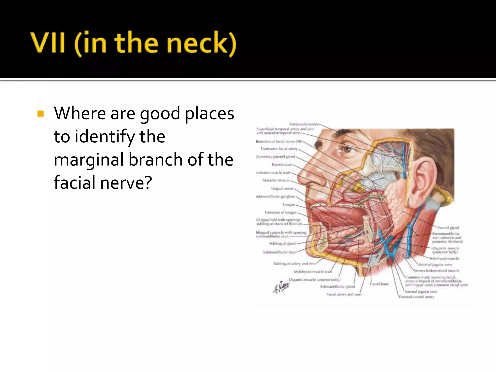 Navigating the Neck: Neck Anatomy Landmarks and Dangerpoints | PPTX