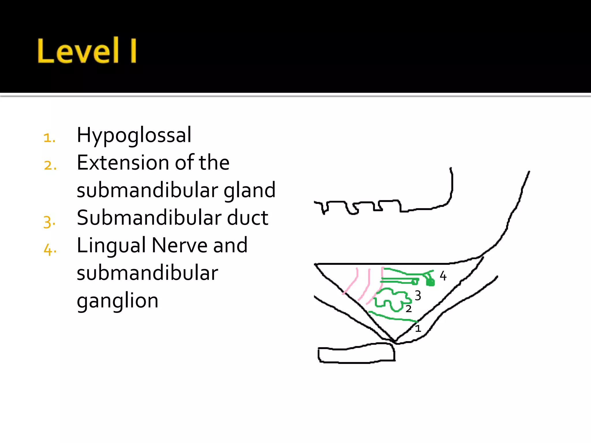 Navigating the Neck: Neck Anatomy Landmarks and Dangerpoints | PPTX