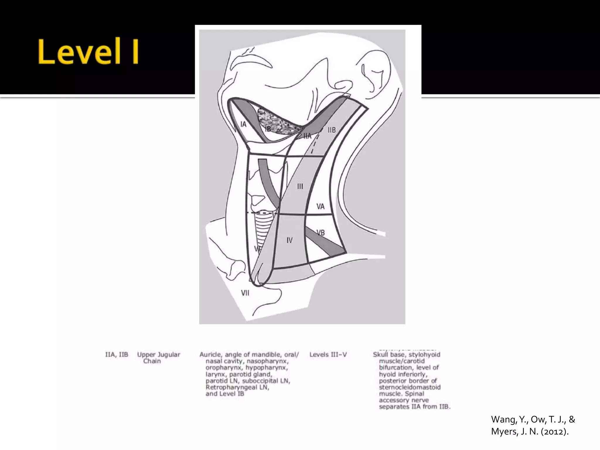Navigating the Neck: Neck Anatomy Landmarks and Dangerpoints | PPTX