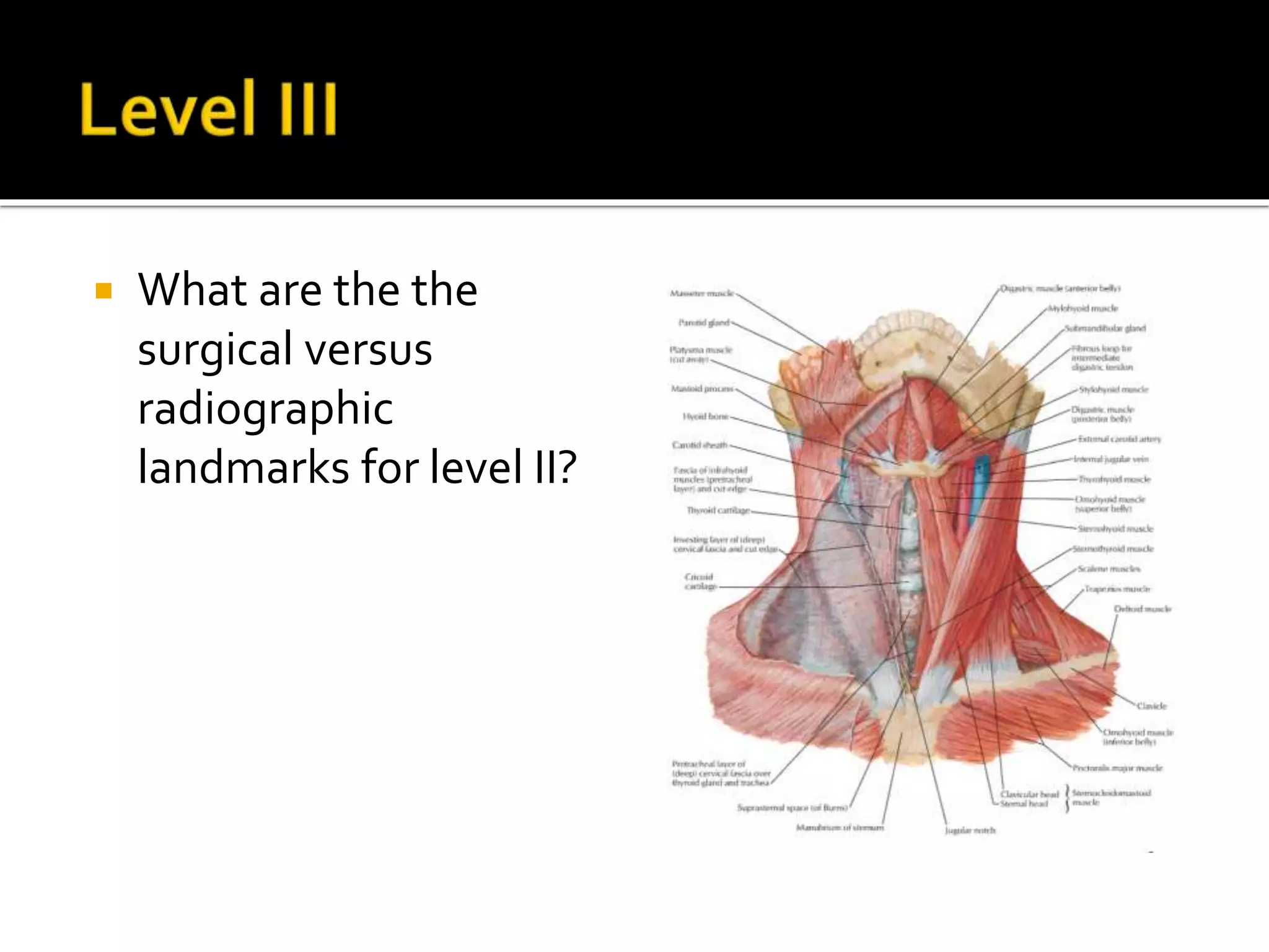 Navigating the Neck: Neck Anatomy Landmarks and Dangerpoints | PPTX