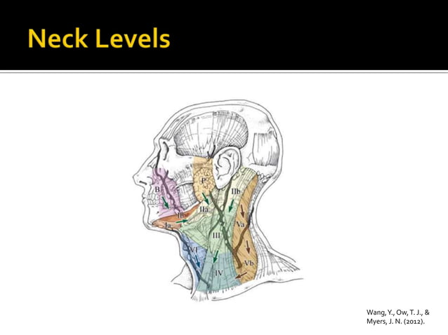 Navigating the Neck: Neck Anatomy Landmarks and Dangerpoints | PPTX ...