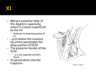 Erb Point S Anatomy