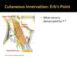 Erb Point S Anatomy