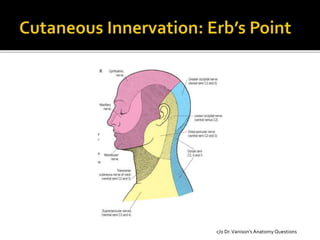 Erb Point S Anatomy