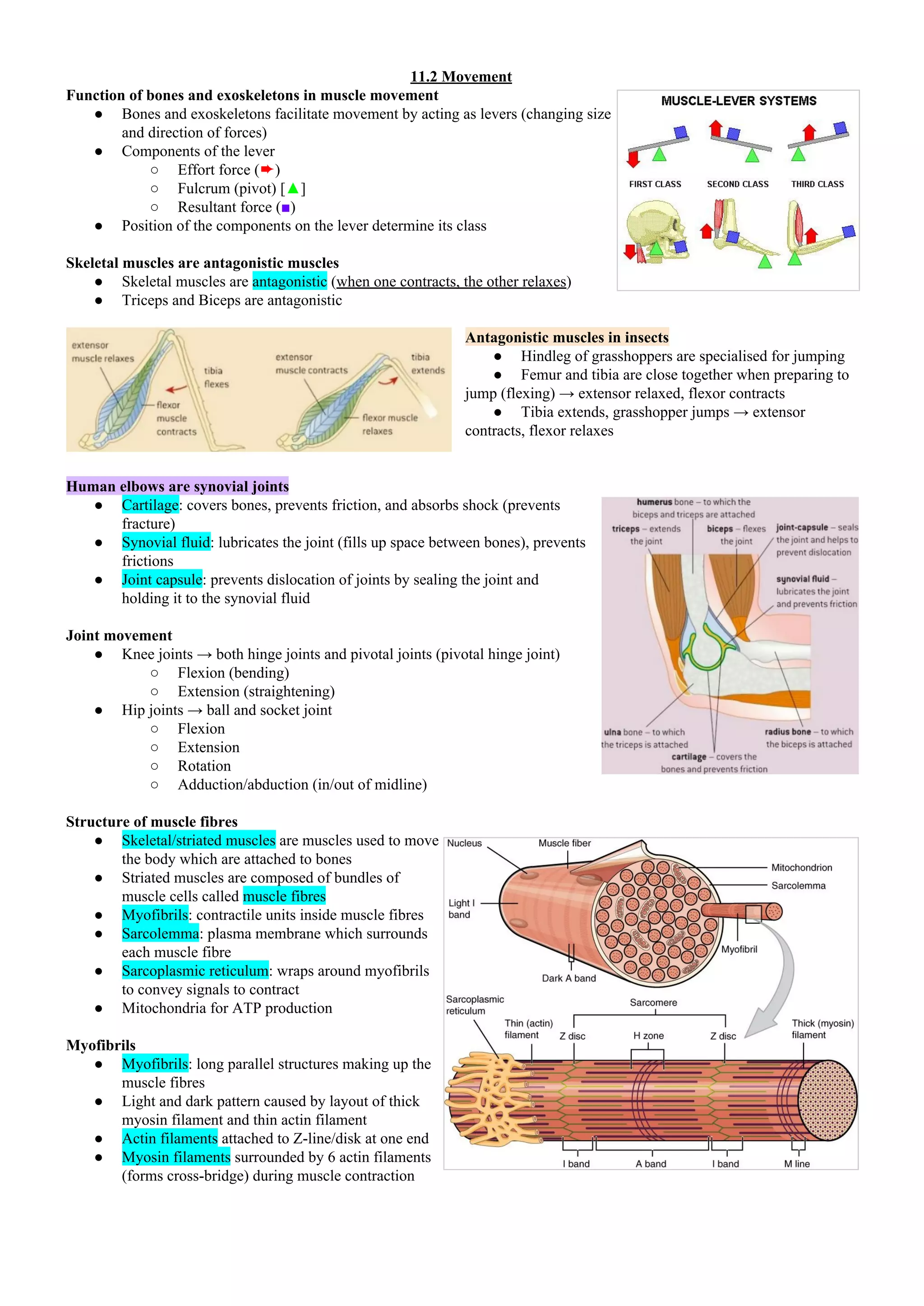 11.1-11.4 Animal Physiology (AHL) Notes | PDF