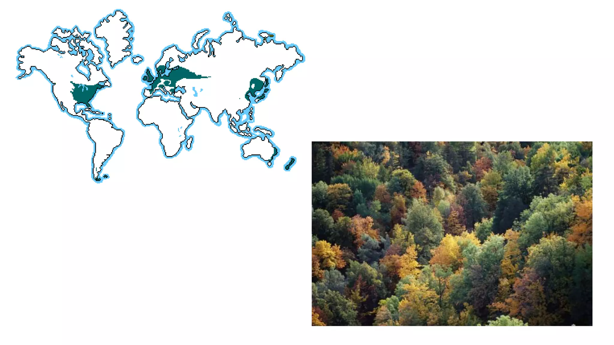 GEOGRAPHY YEAR 10: ECOSYSTEMS. BIOMES | PPTX
