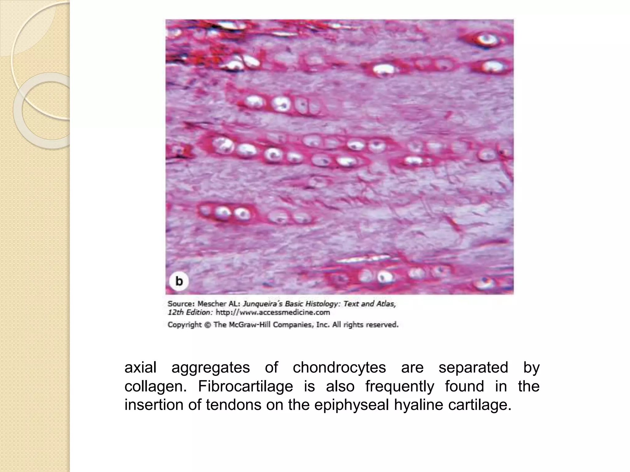 Histology of Cartilage | PPTX