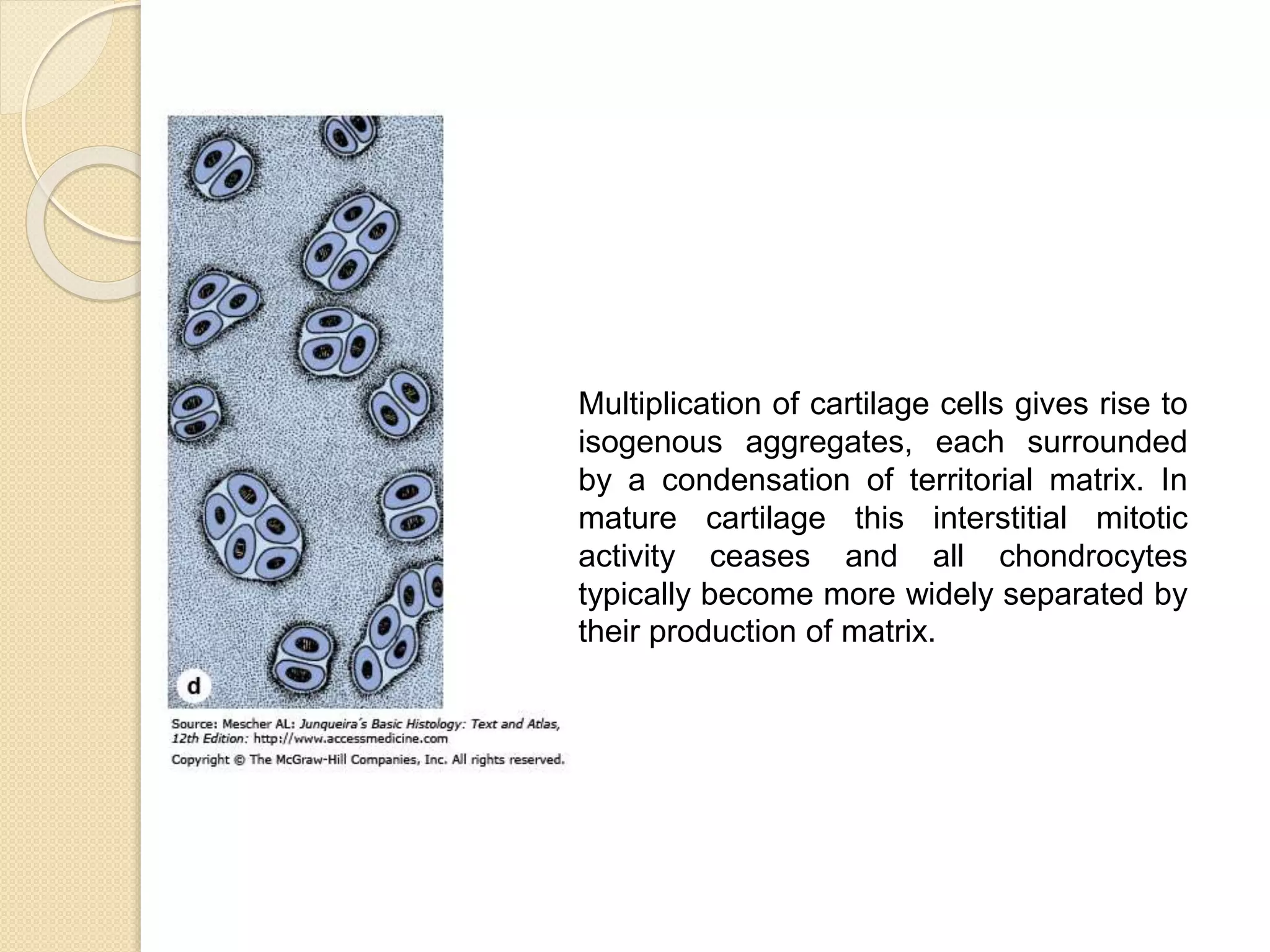 Histology of Cartilage | PPTX
