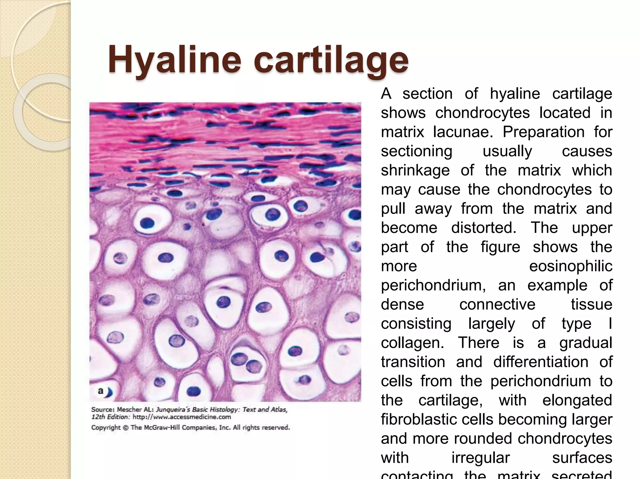 Histology of Cartilage | PPTX