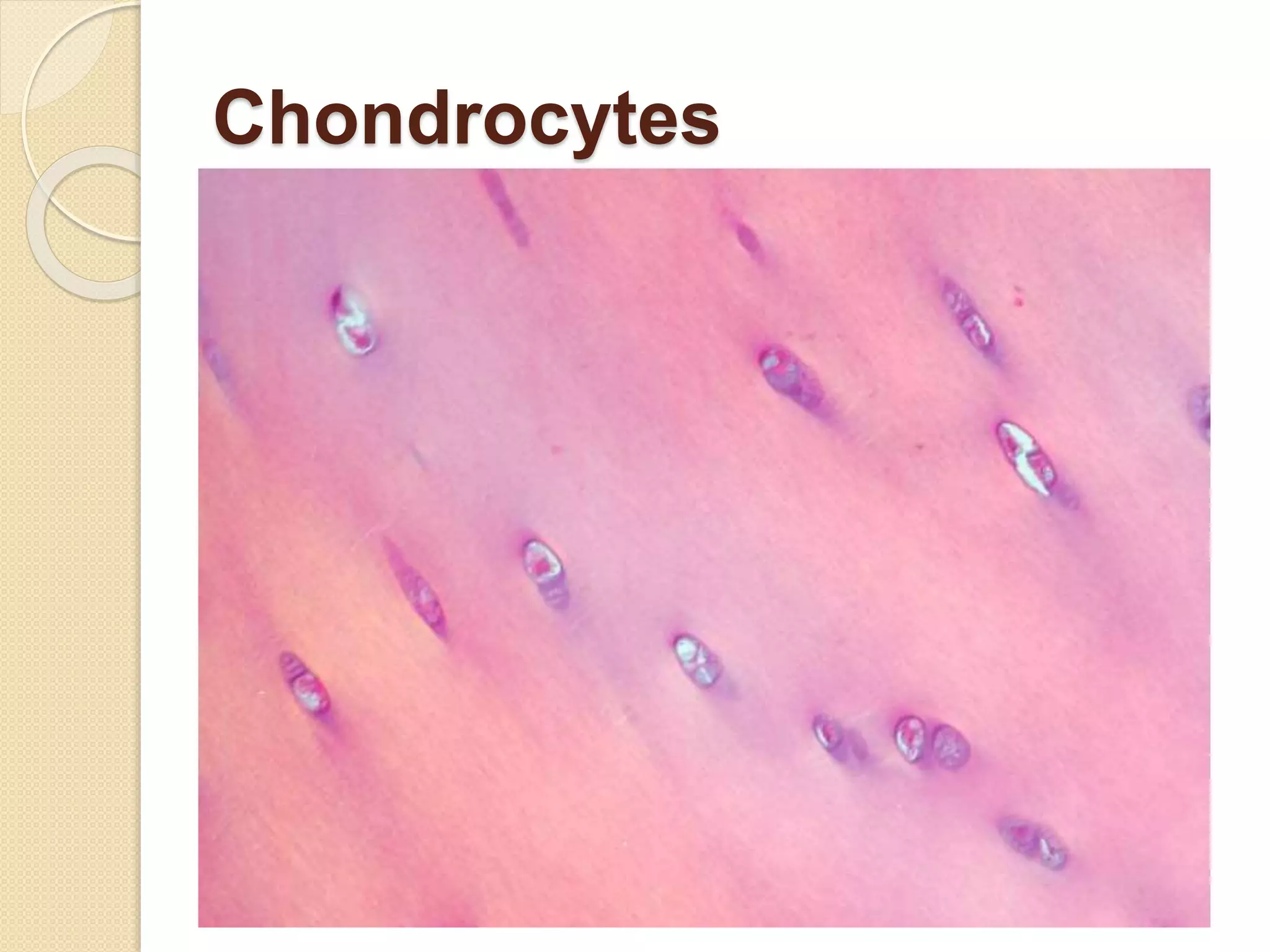 Histology of Cartilage | PPTX