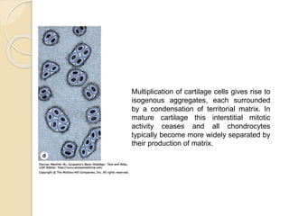 Histology of Cartilage | PPTX