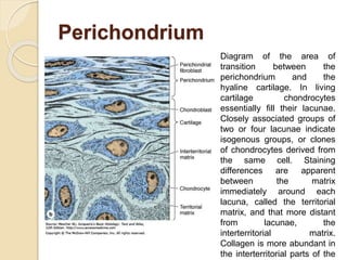 Histology of Cartilage | PPTX