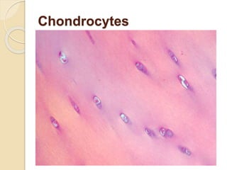 Histology of Cartilage | PPTX