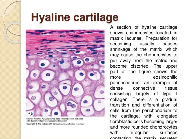 Histology of Cartilage