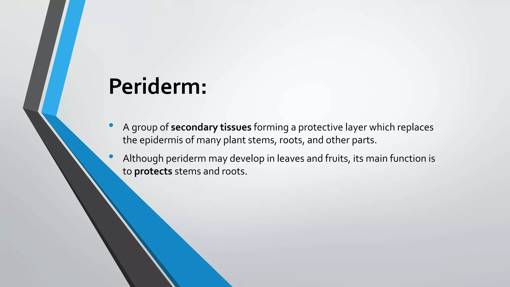 Structure, Development & Function of Periderm | PPTX