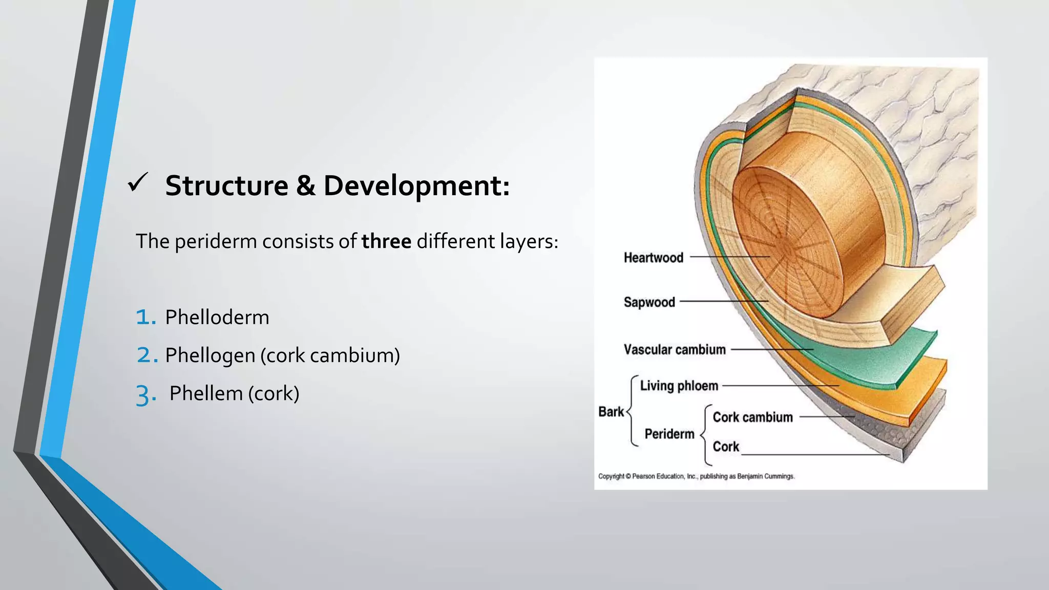 Structure, Development & Function of Periderm | PPTX