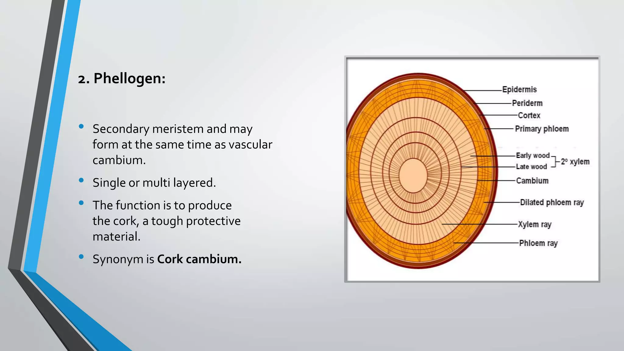 Structure, Development & Function of Periderm | PPTX