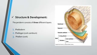 Structure, Development & Function of Periderm | PPTX