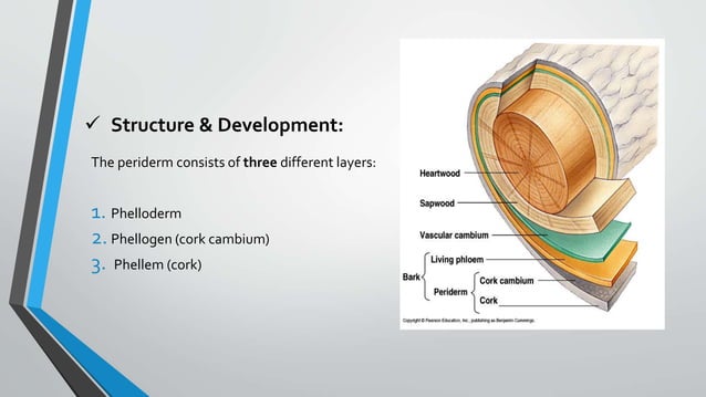 Structure, Development & Function of Periderm | PPTX