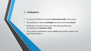 Structure, Development & Function of Periderm | PPTX