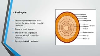 Structure, Development & Function of Periderm | PPTX