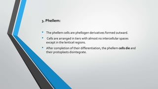 Structure, Development & Function of Periderm | PPTX