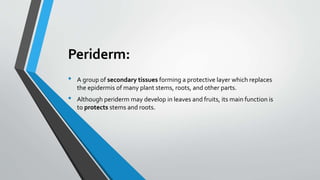 Periderm Layer