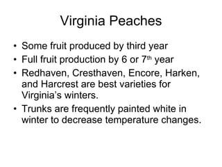 11 17 Peaches Drupes | PPT