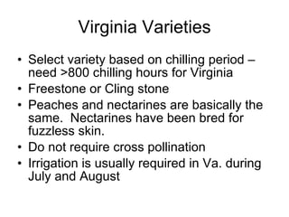 11 17 Peaches Drupes | PPT