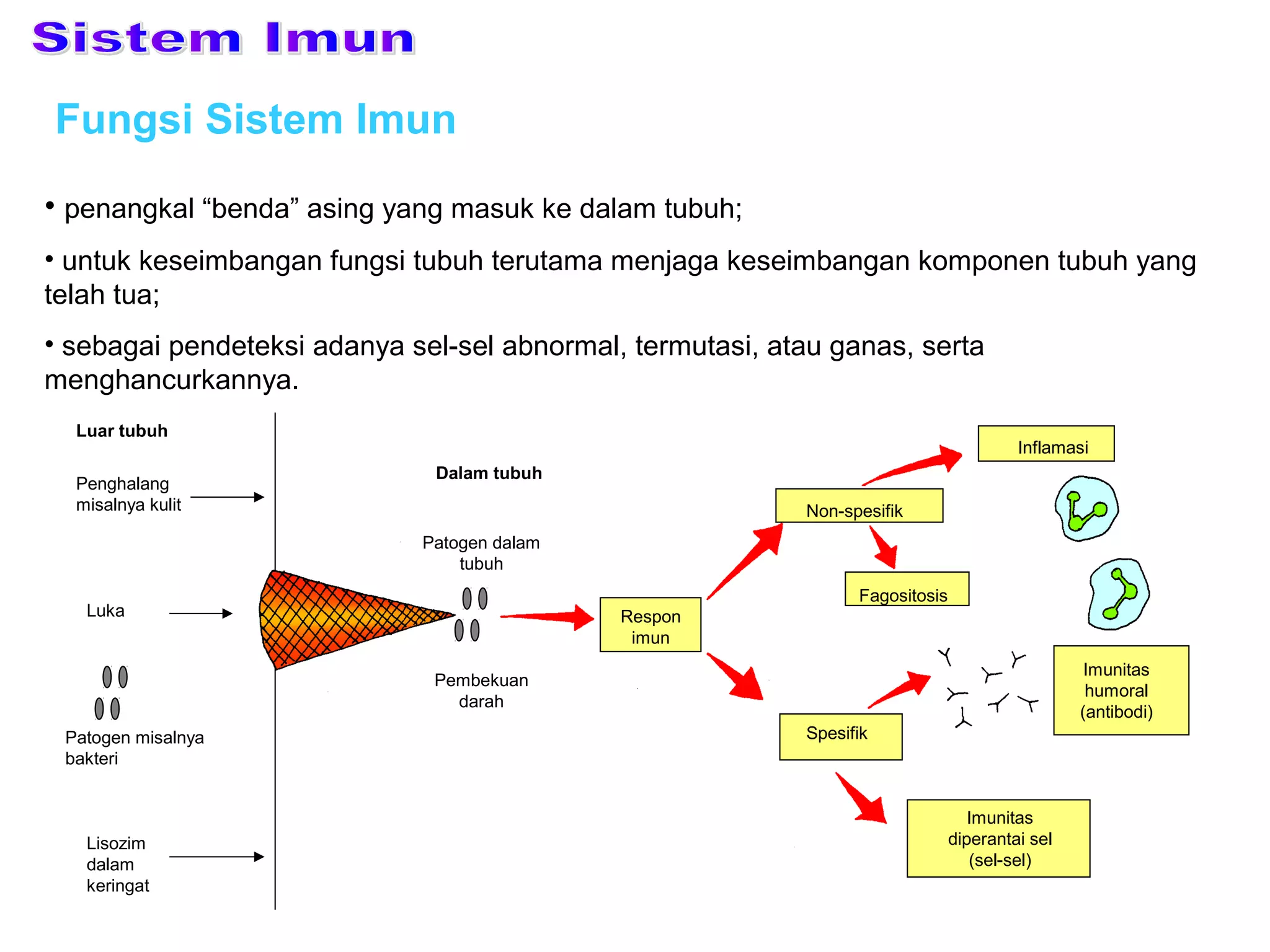 11. sistem imun | PPT