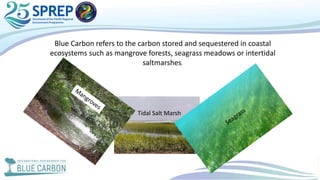 Blue carbon in the Pacific: Background and opportunities | PDF