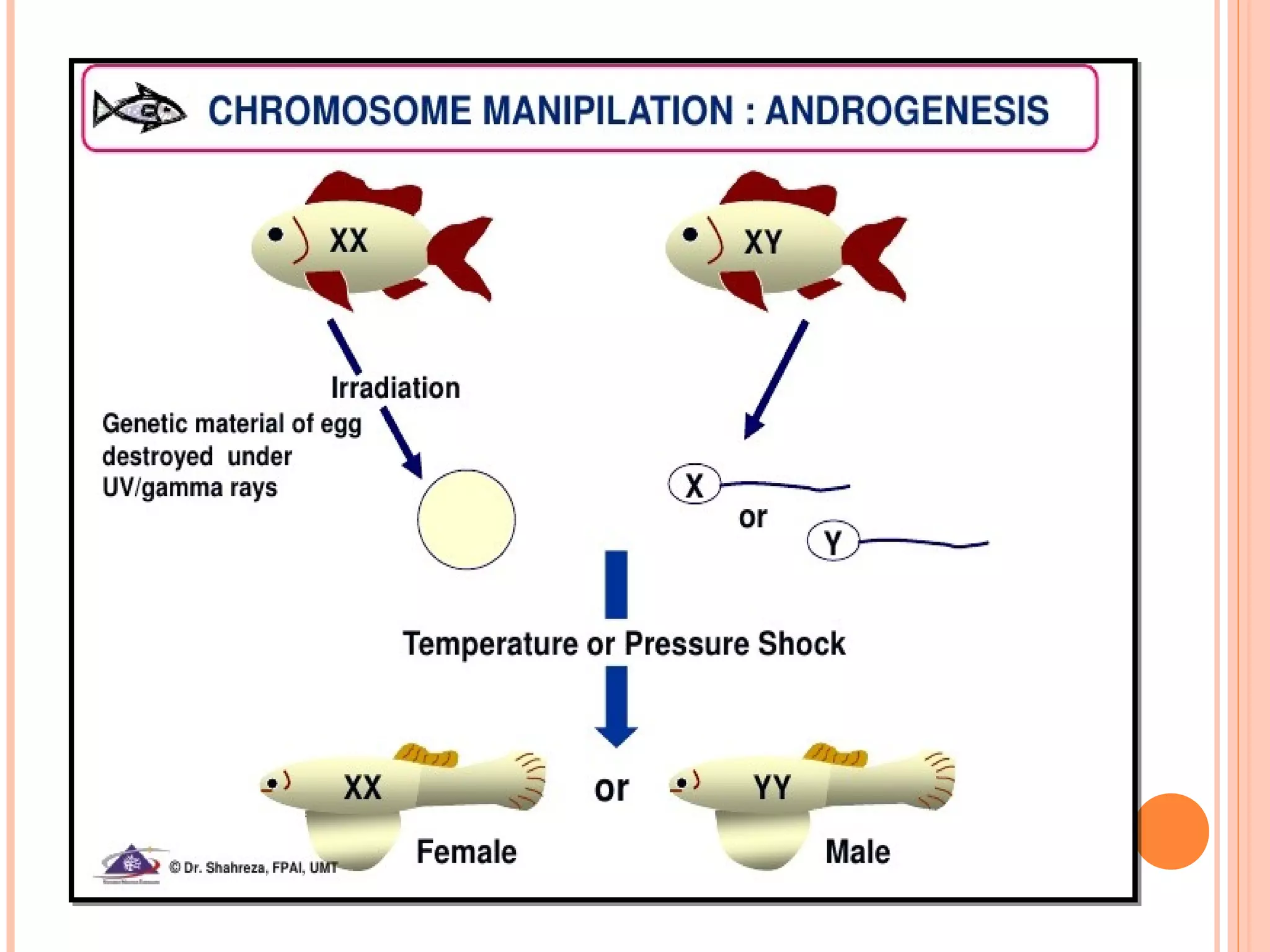 Chromosome manipulation | PPT
