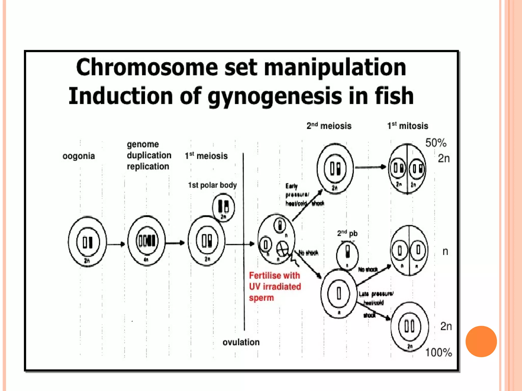Chromosome manipulation | PPT