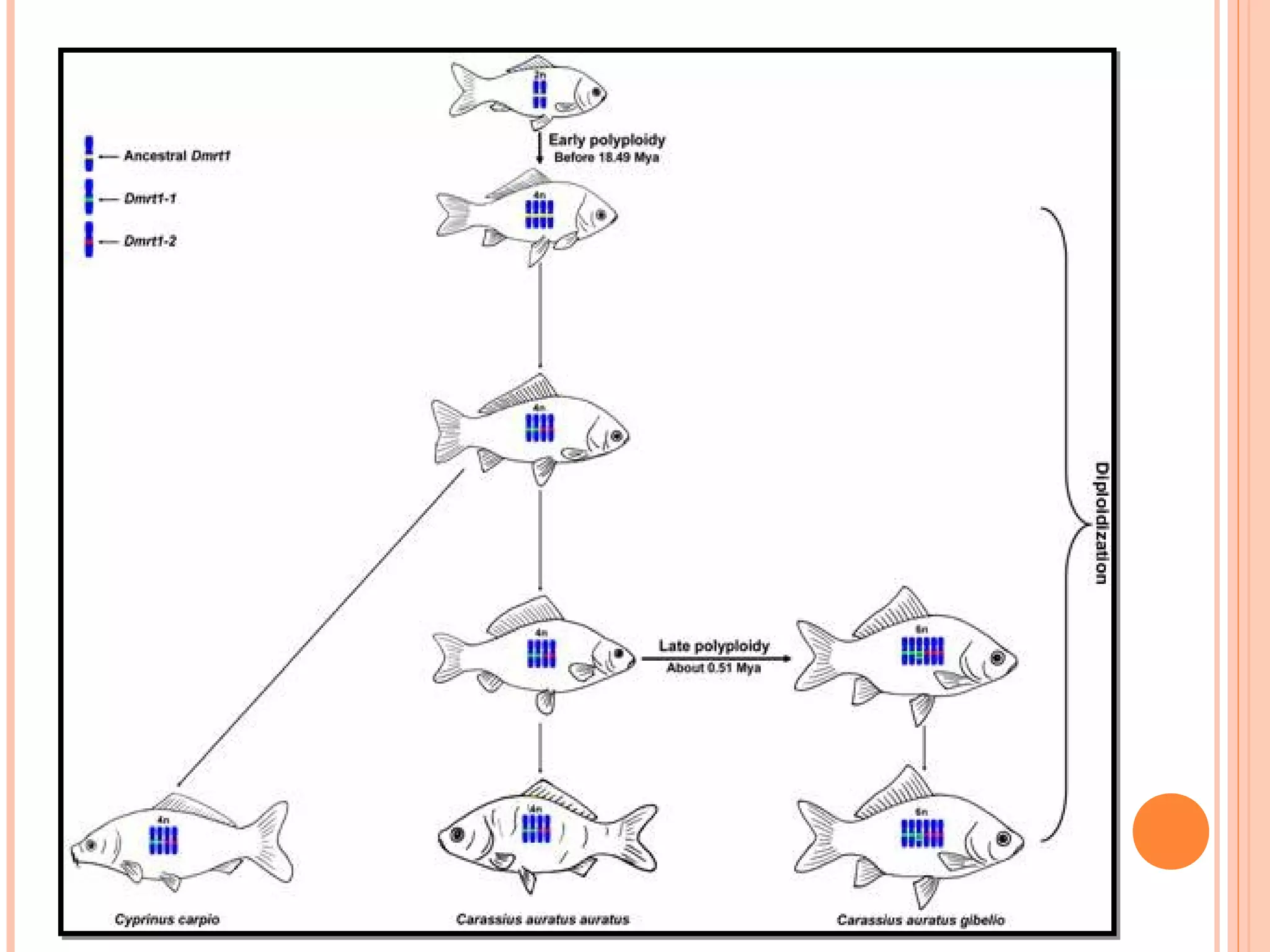 Chromosome manipulation | PPT