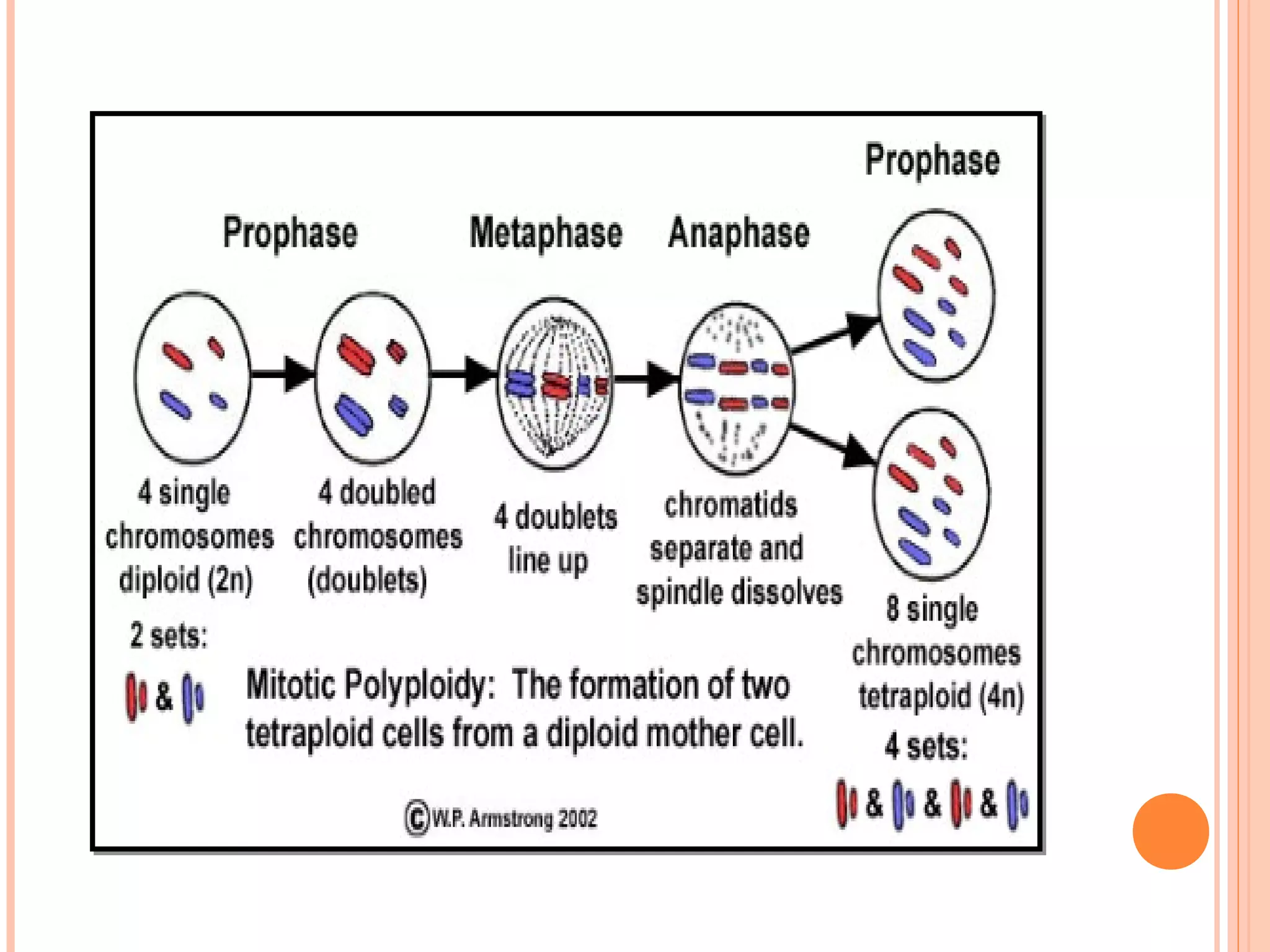 Chromosome manipulation | PPT