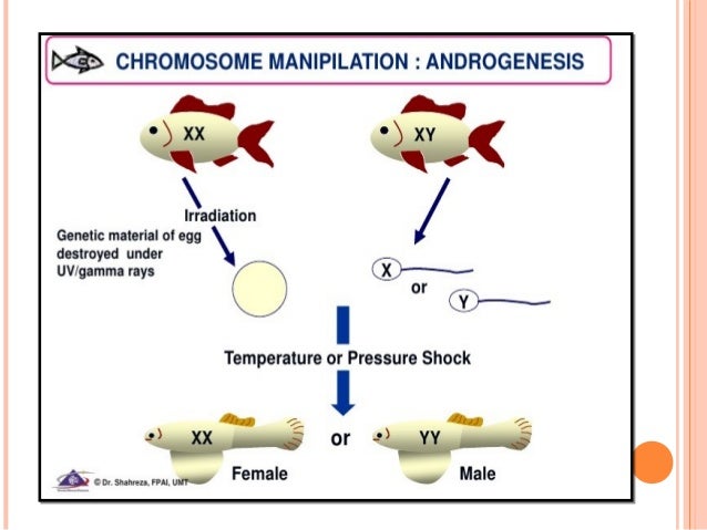 Chromosome manipulation