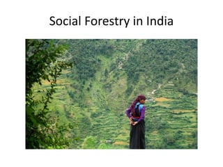 11.social forestry | PPTX