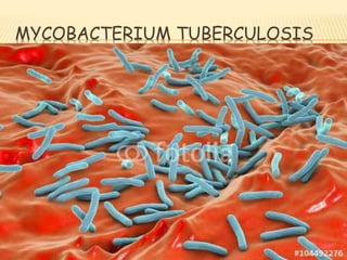 Structure Des Bactéries Mycobacterium Tuberculosis