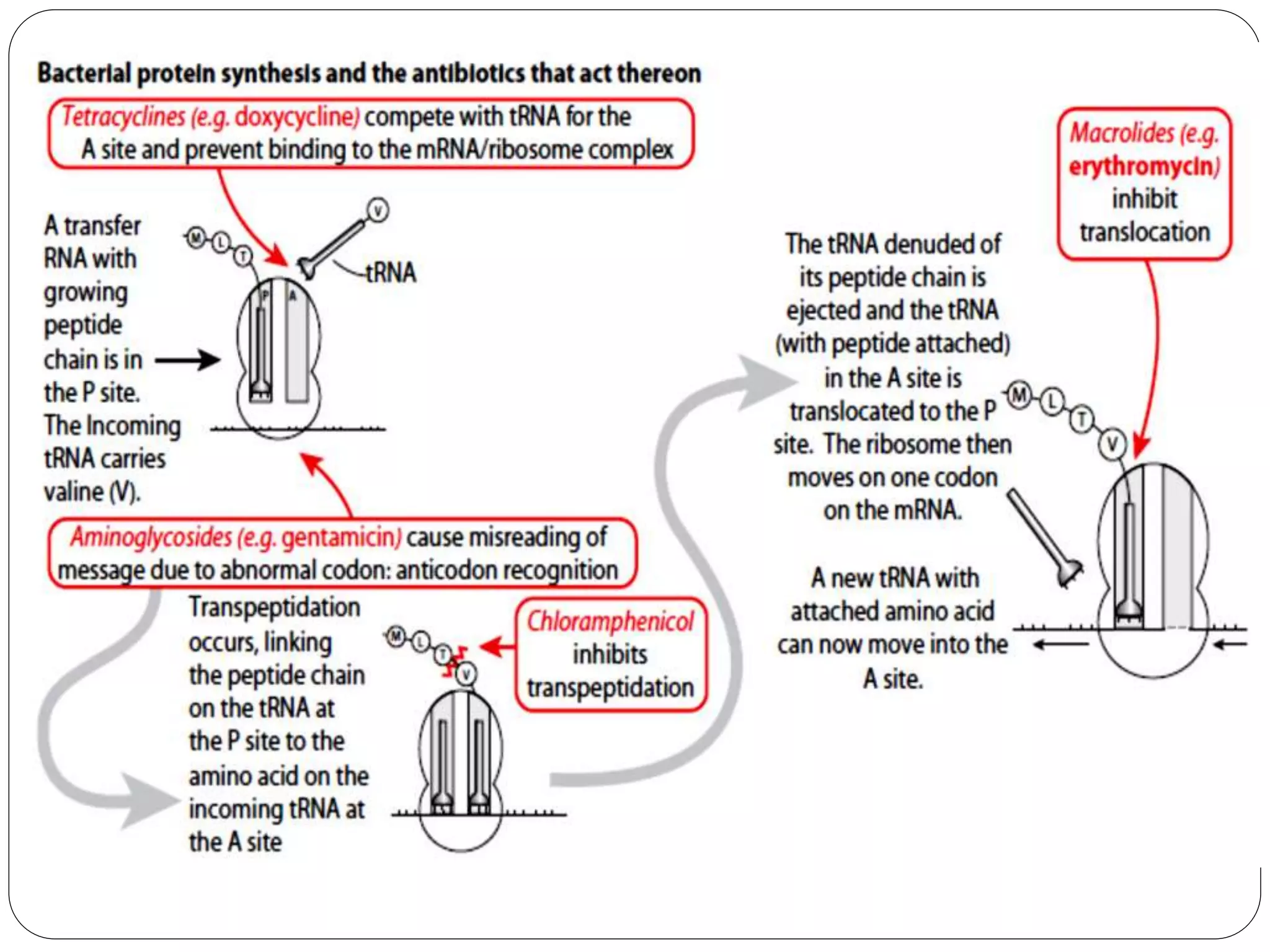 Macrolides | PPTX