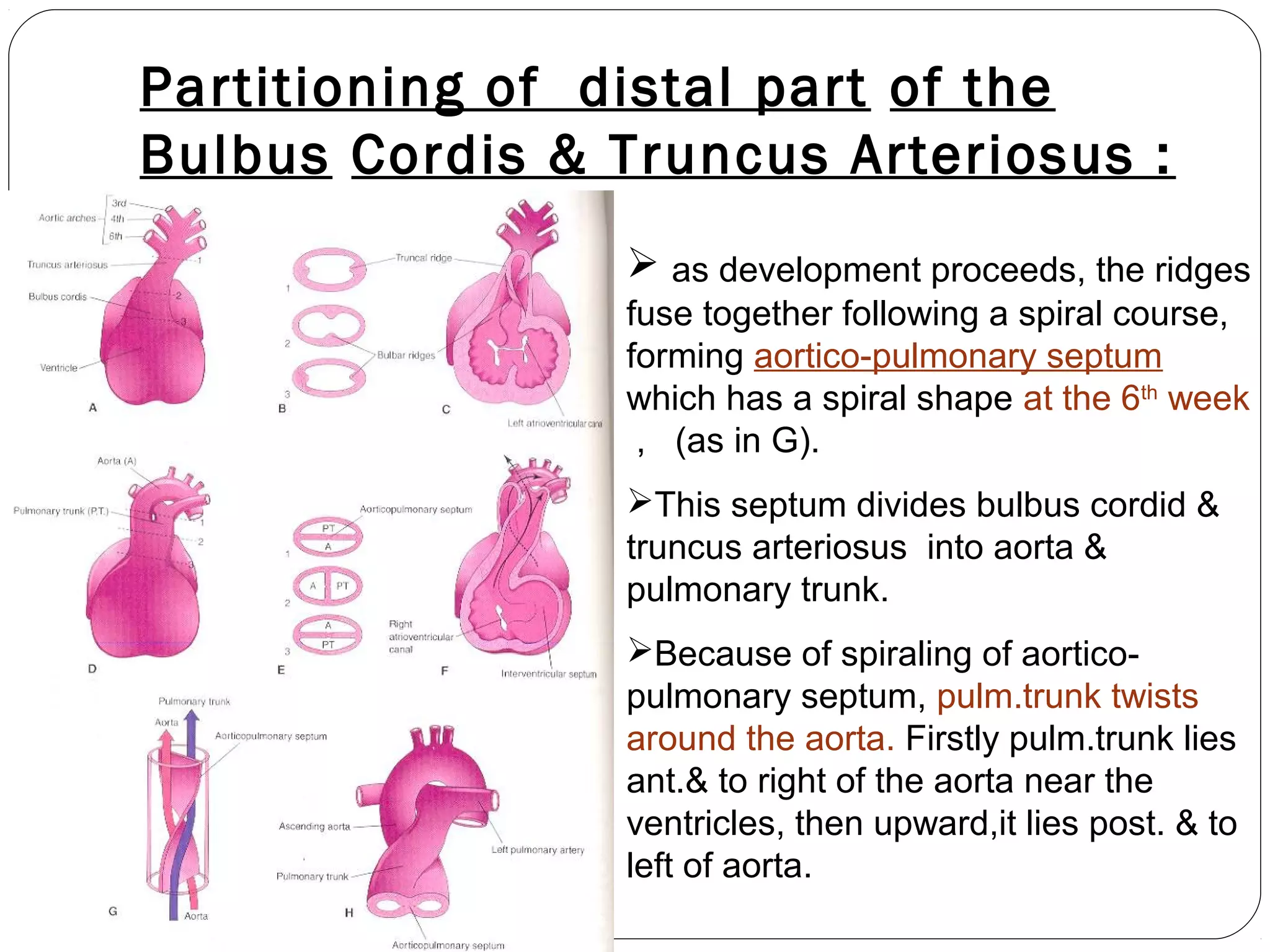 11 development of the heart | PPT